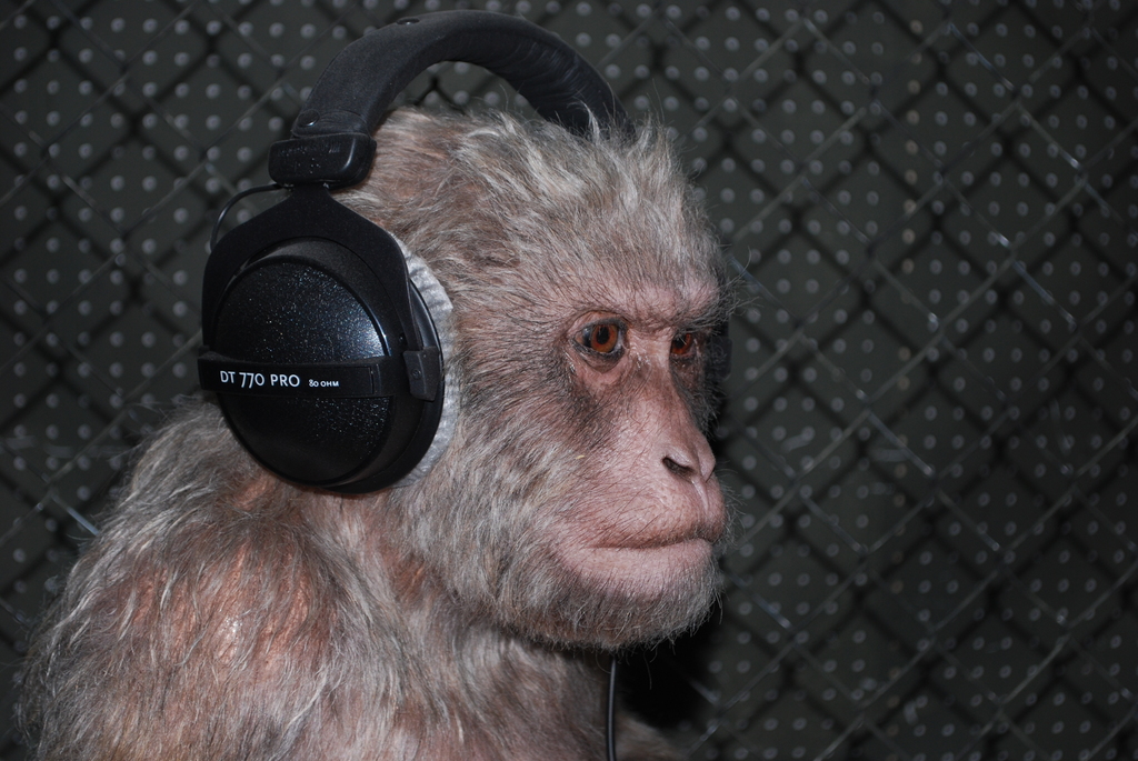 new animals Object Detection Dataset by sandesh