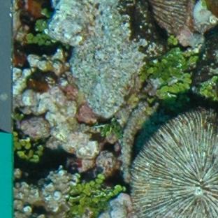 MLC Classification Dataset by Journal