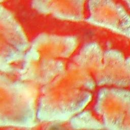 RSMAS Classification Dataset by Journal