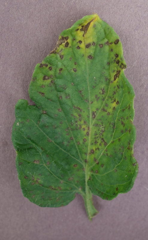 Tomato Leaf Disease Classification Dataset And Pre Trained Model By Cv