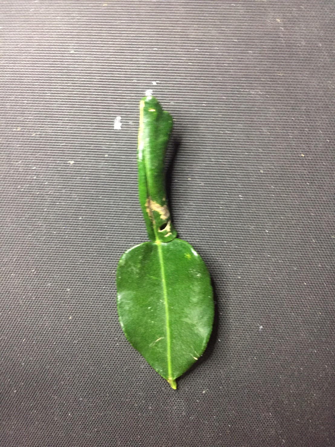 111 Object Detection Dataset and Pre-Trained Model by new-workspace-1ccuj