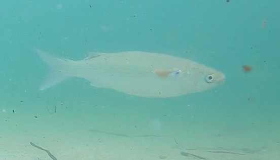 FIsh Polygons Object Detection Dataset and Pre-Trained Model by Fish ...