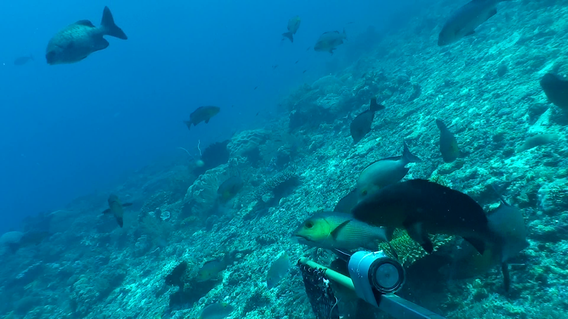 Merged TF Fish Object Detection Dataset by Fish Analytics