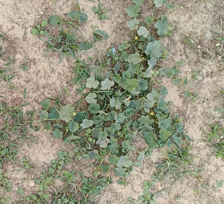 weed detection Instance Segmentation Model by Planning