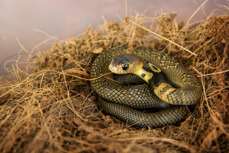 snake final Object Detection Dataset by 1