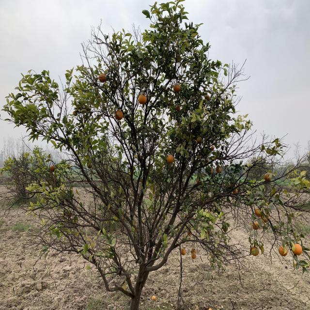 dfgfdg Object Detection Dataset and Pre-Trained Model by Andrii Seleznov