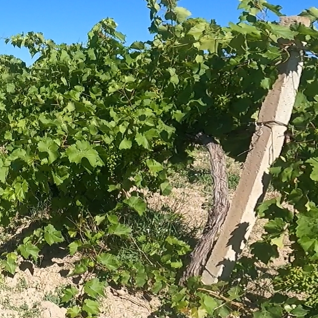 grape Instance Segmentation Dataset and Pre-Trained Model by grapes