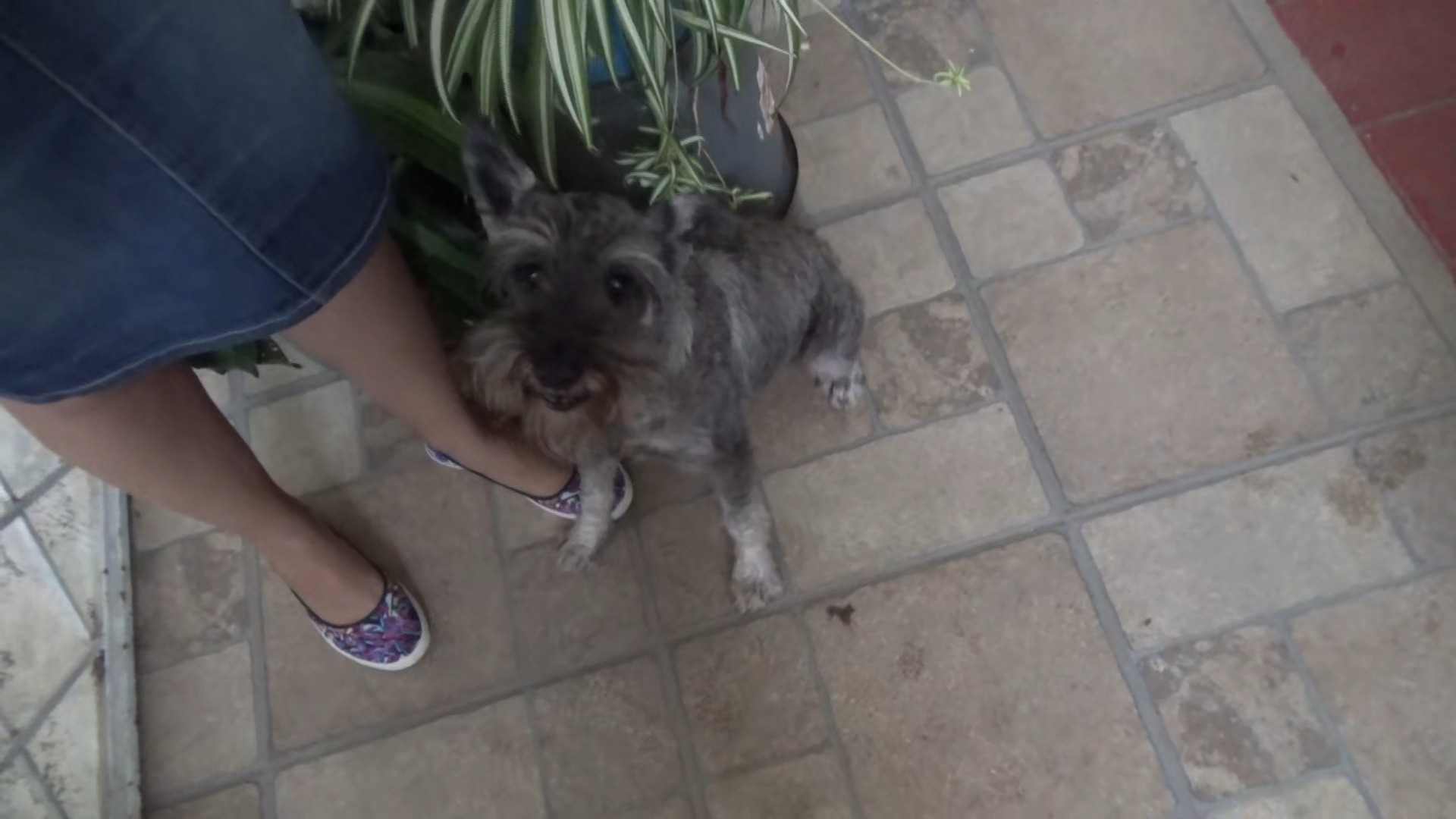 Balanced Dog Detection Dataset Object Detection Model by Dog Emotion ...