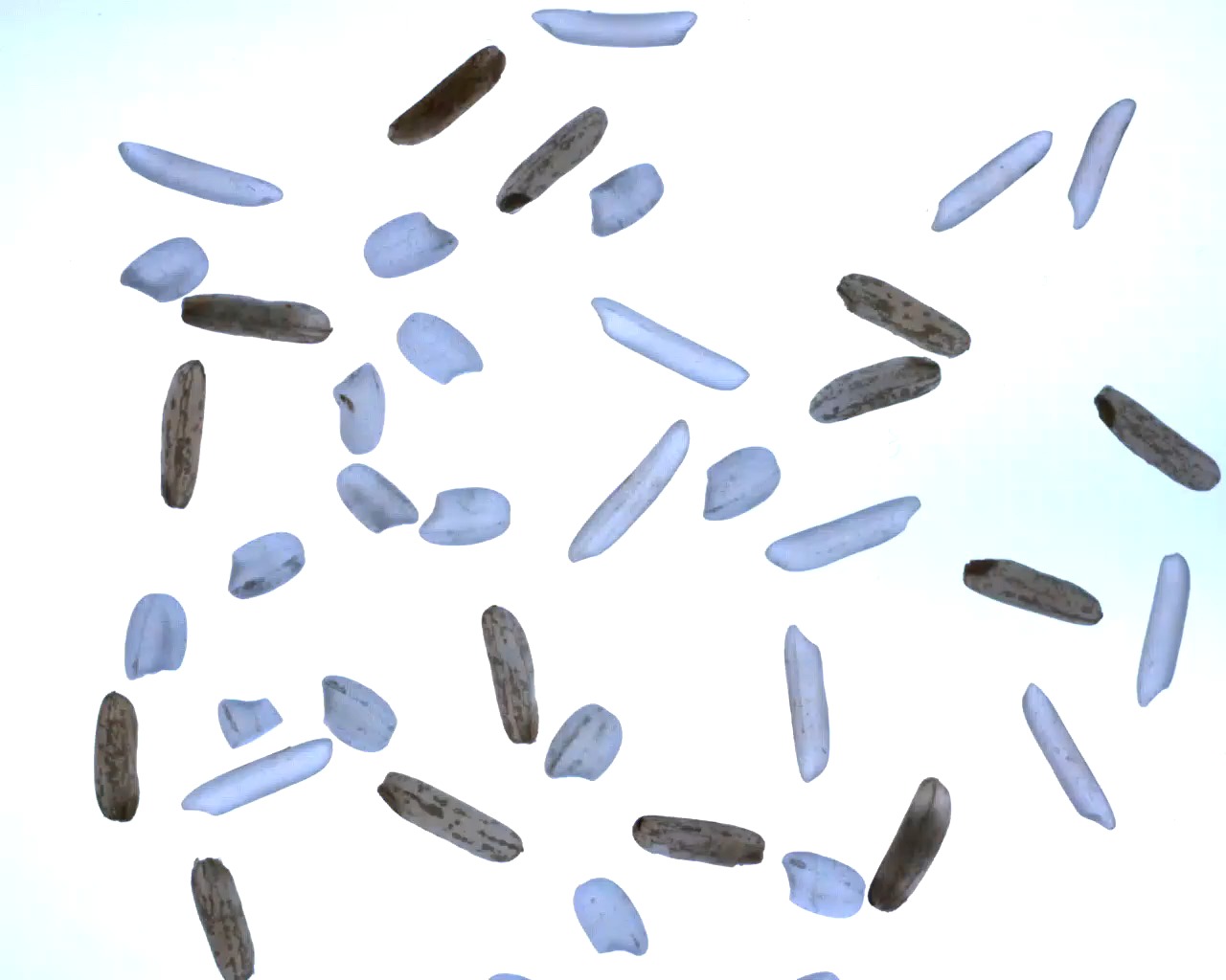 Rice Grain Classification Object Detection Dataset by APU