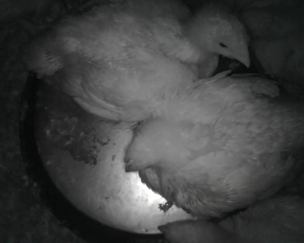 Frango.v4 Object Detection Dataset by Atak Sistemas