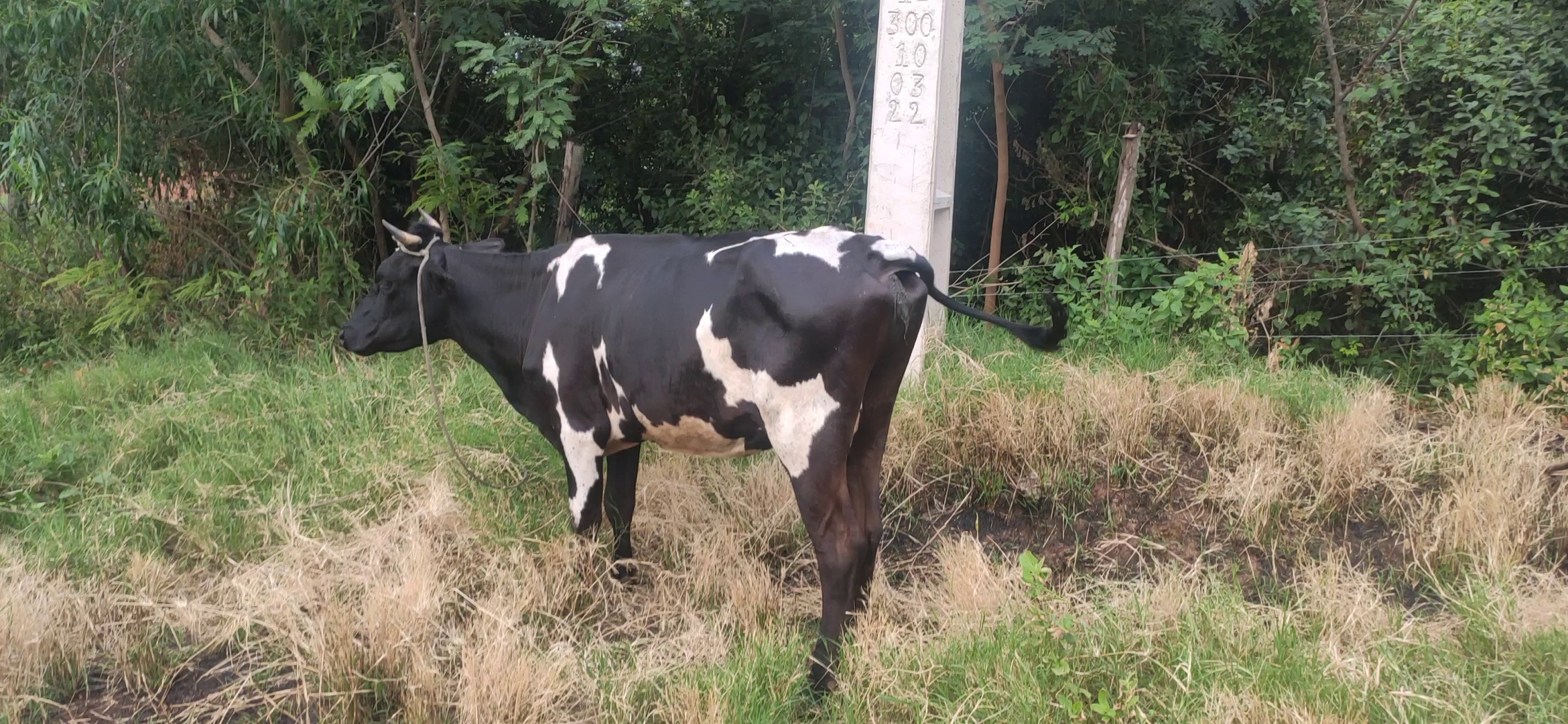 coweight Instance Segmentation Model by galdes