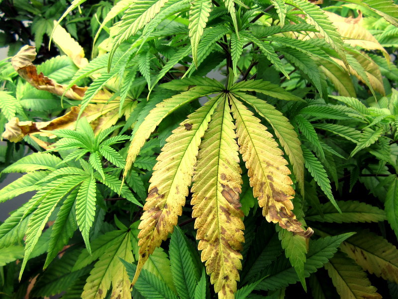 Weed Object Detection Model by walailak university