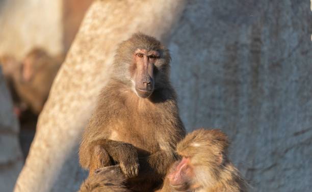 monkey-detection Object Detection Dataset by maishung