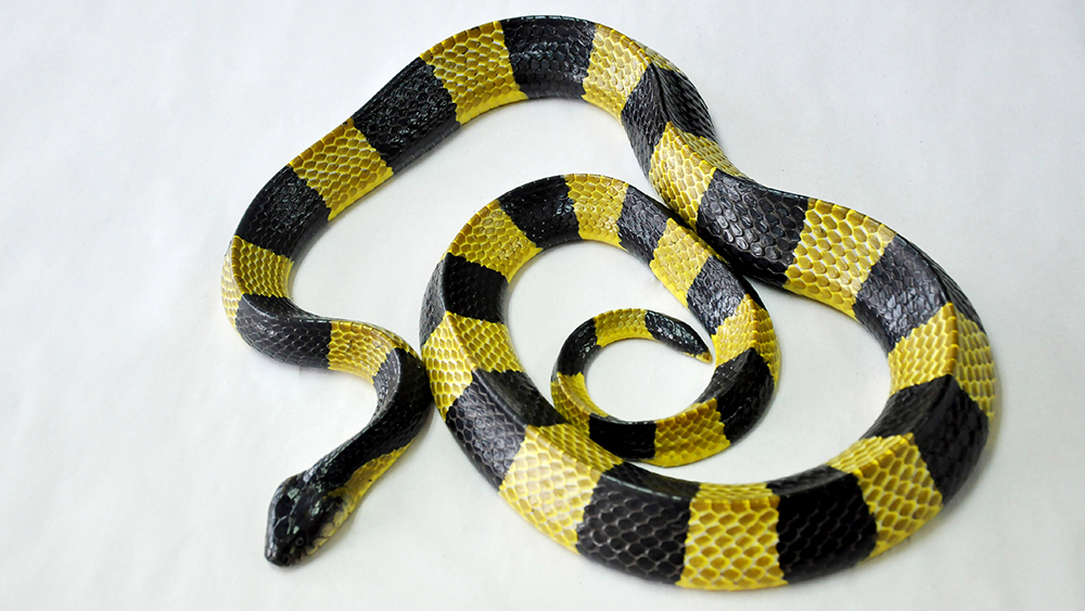 How to Use the Instance Segmentation Instance Segmentation API