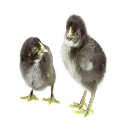 Chickens detection Object Detection Dataset and Pre-Trained Model by ...