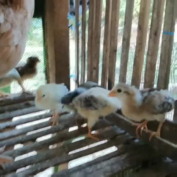 1 week bird Object Detection Dataset by Project106