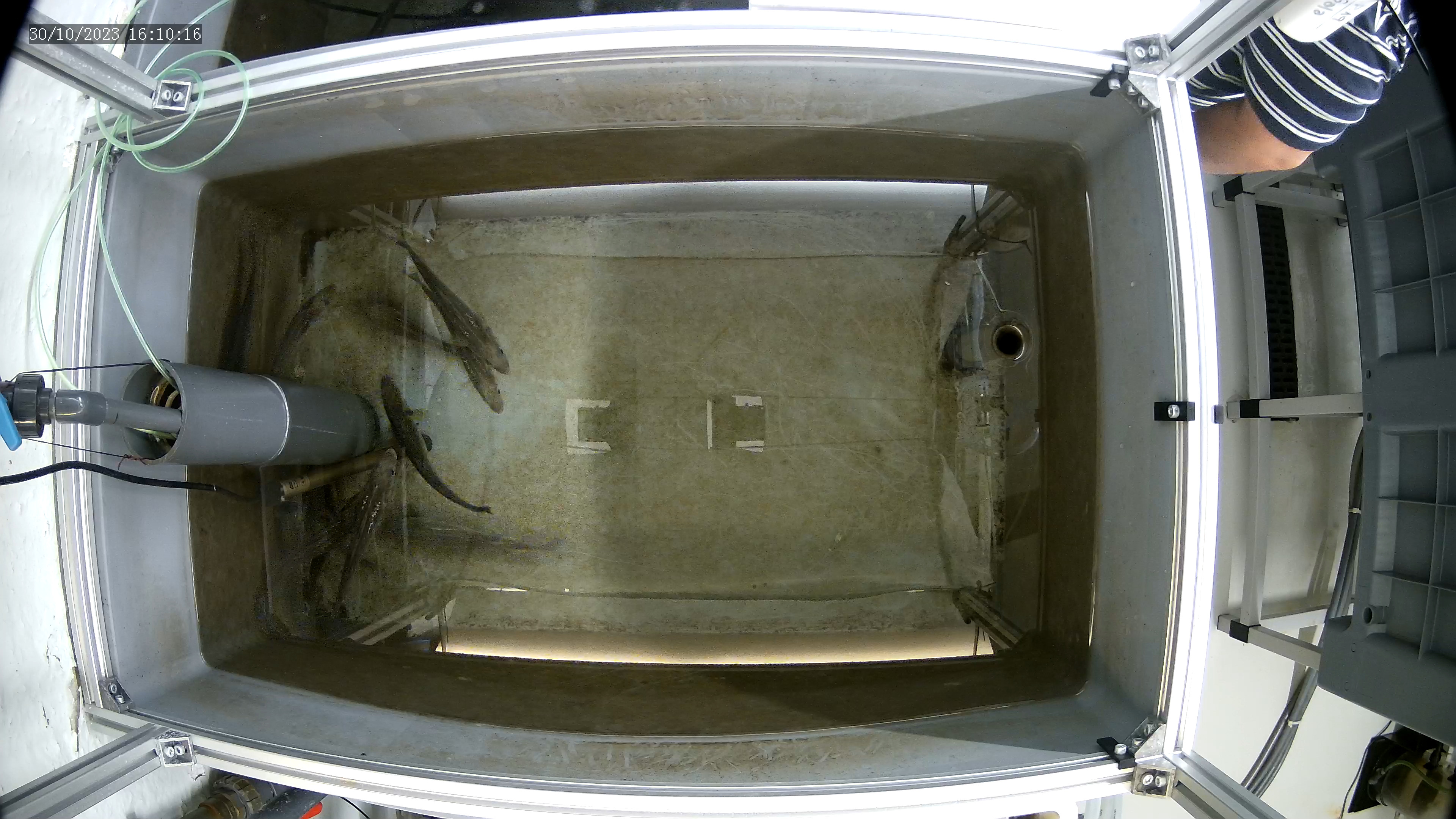 How to Use the Fish segmentation Instance Segmentation API