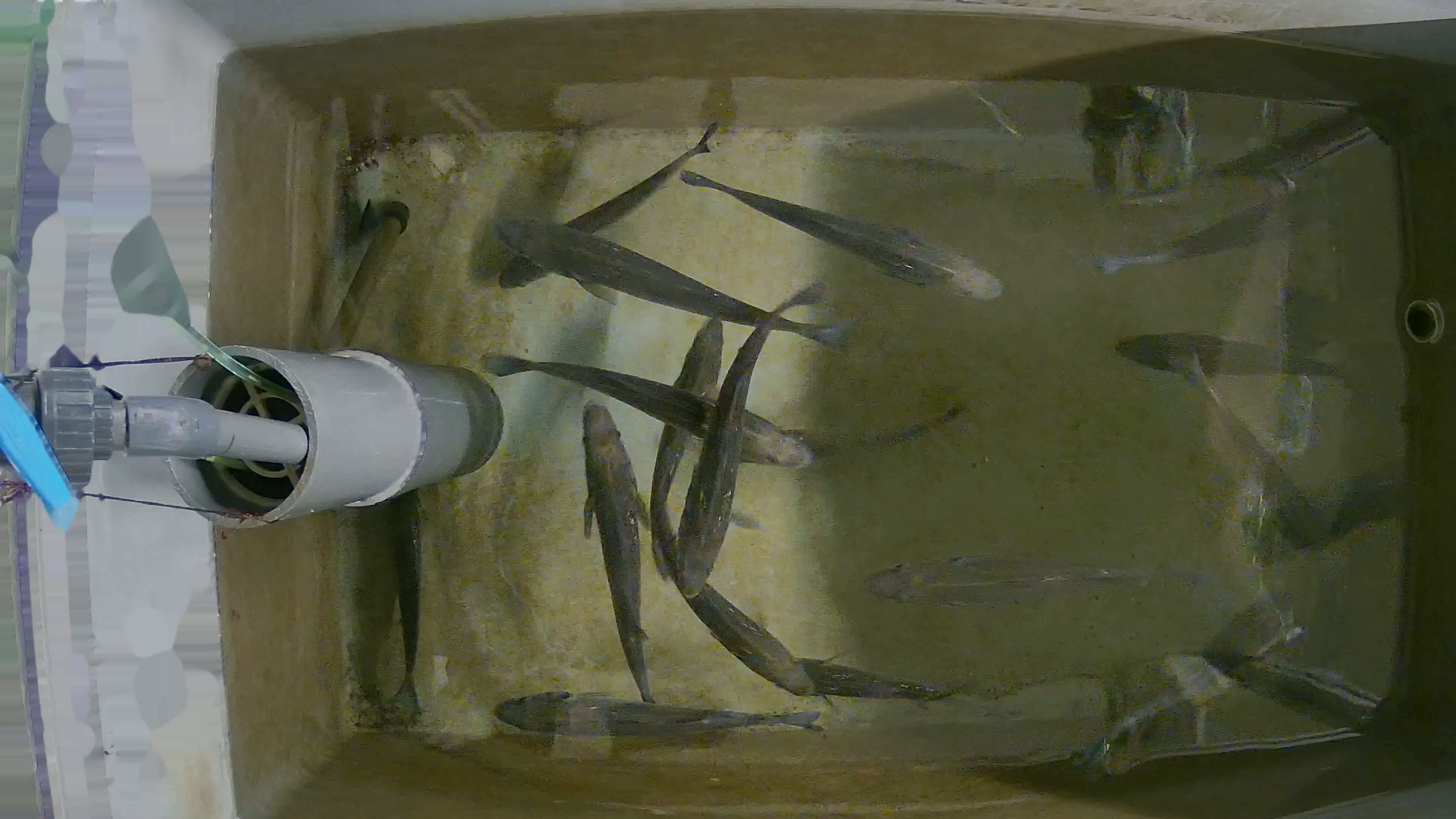 SnookFishSeg Instance Segmentation Dataset and Pre-Trained Model by Fish