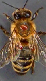 Varroa detection Object Detection Dataset and Pre-Trained Model by DIP project