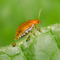 insects classification Classification Model by fsl