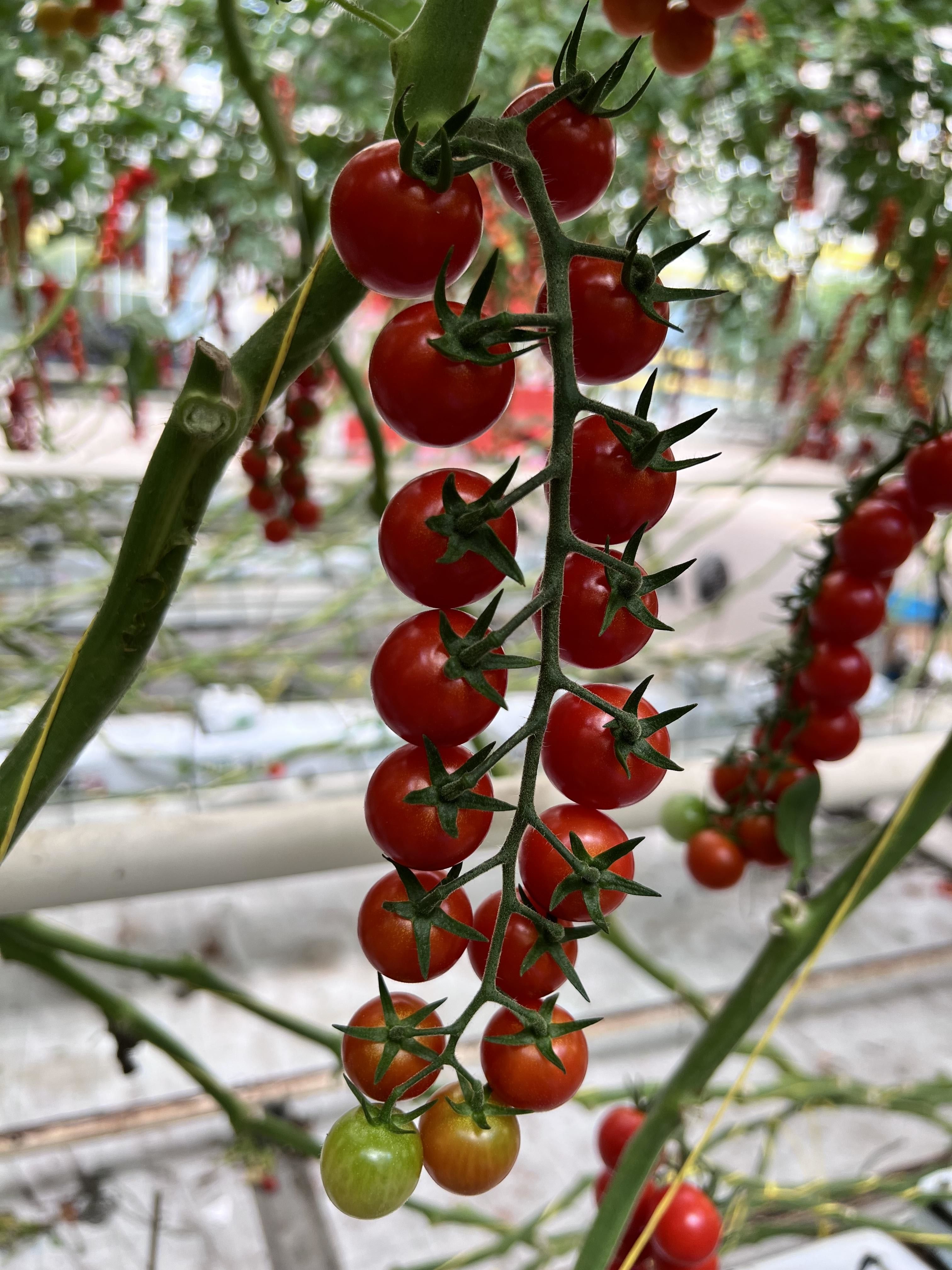 tomato Object Detection Dataset by tomato