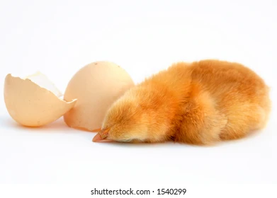 ChickenDetection Object Detection Model by BEproject