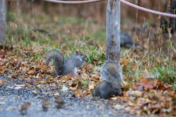 squirrel with background Object Detection Dataset by SMART WILDLIFE CAMERA