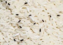 Rice Grain Pest Object Detection Dataset by akhiFlop Detection Datasets