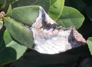 Tea_Leaf_Disease Object Detection Dataset by Arif Hossain