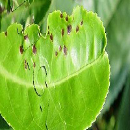 tea-leaf Object Detection Dataset by Arif Hossain