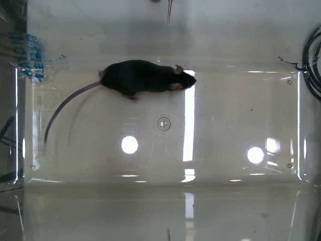 mouse keypoint Keypoint Detection Dataset by yichuan