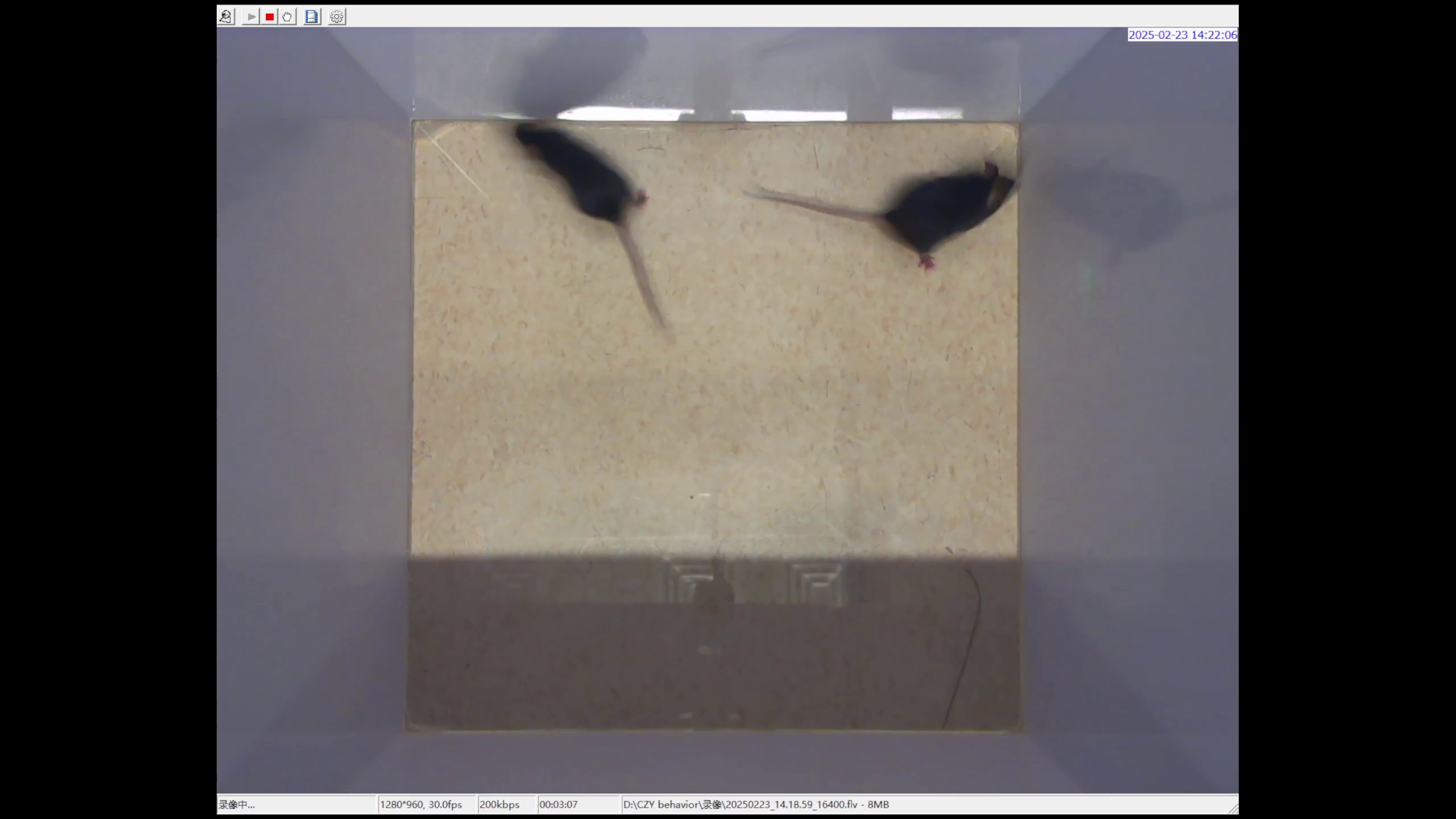 mouse-seg Instance Segmentation Dataset by yichuan