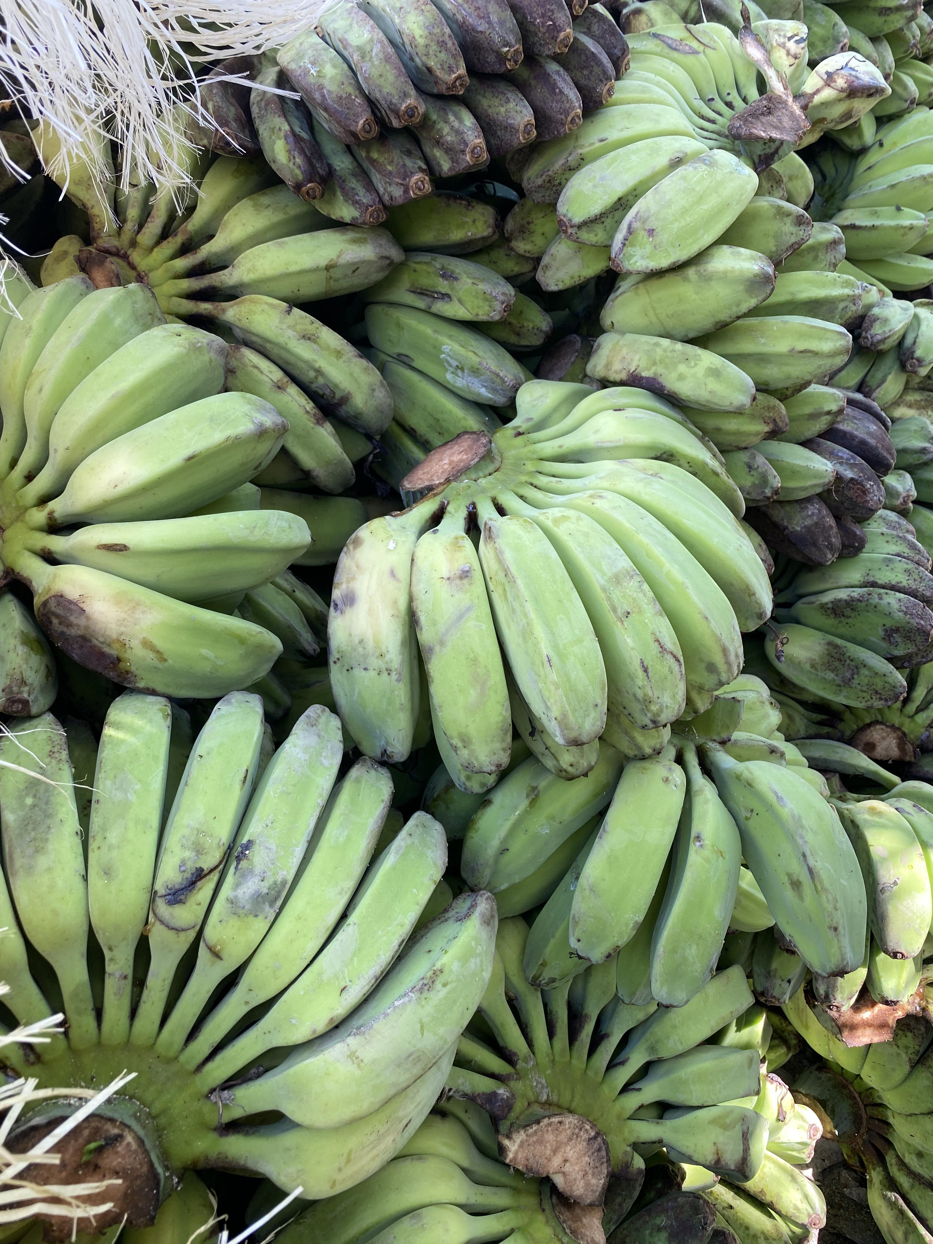 Banana Detection Object Detection Dataset And Pre Trained Model By A