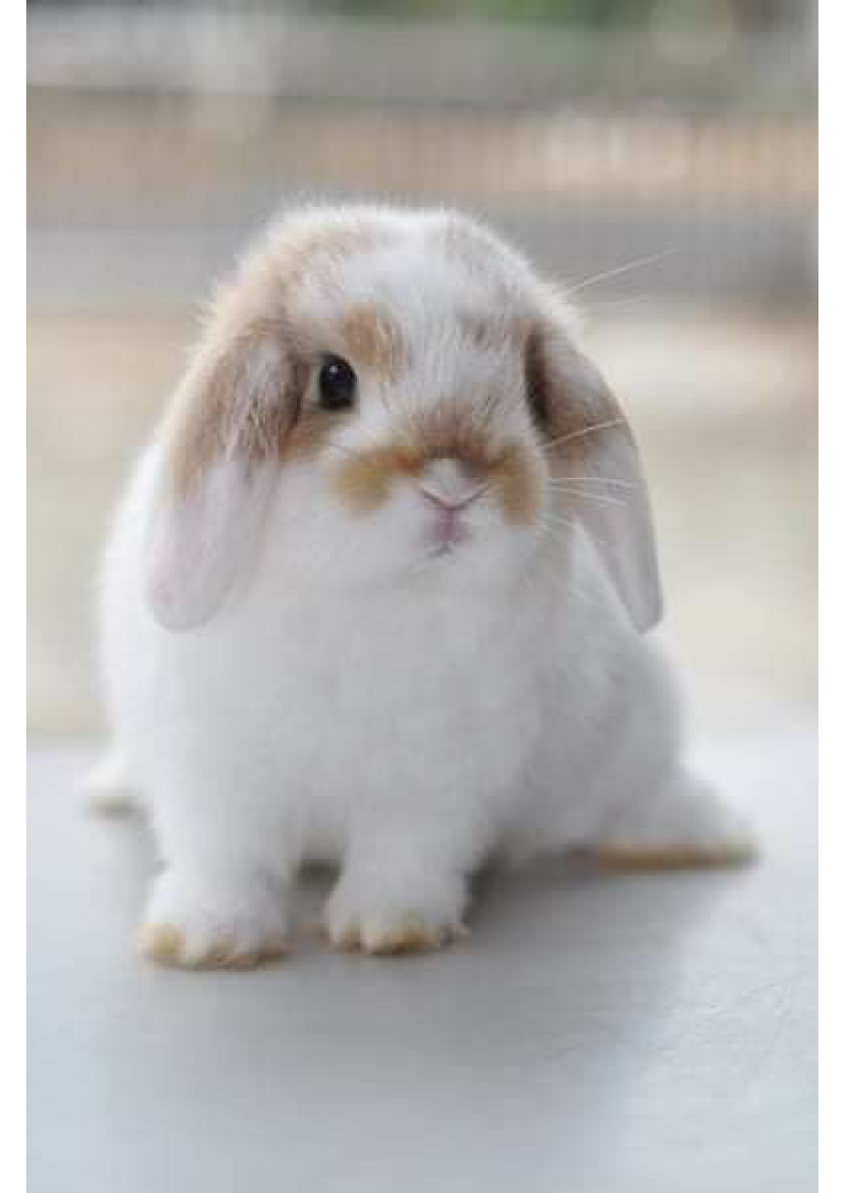 beagle , bunny , ginger cat Object Detection Dataset and Pre-Trained ...