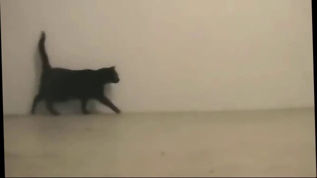 cats Object Detection Dataset by Atlas