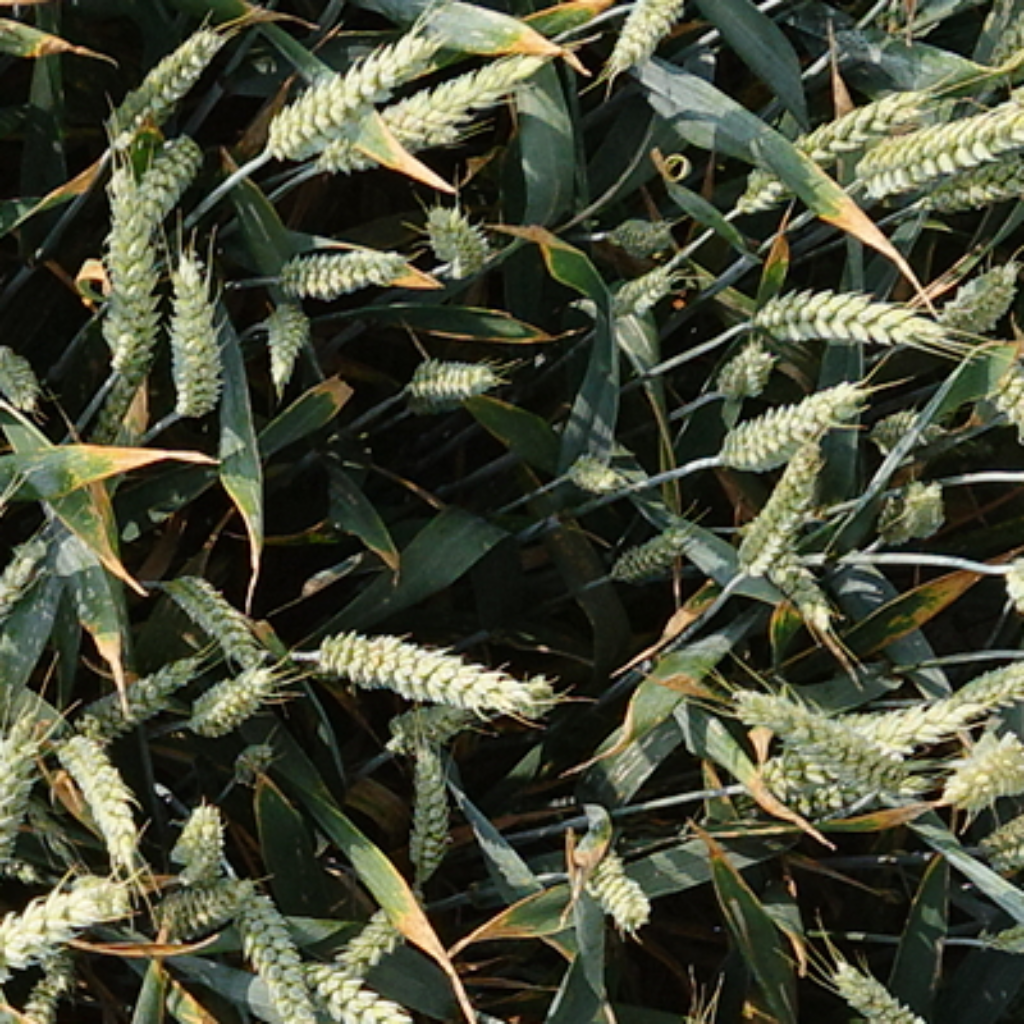 Wheat Object Detection Dataset By Carter Tims