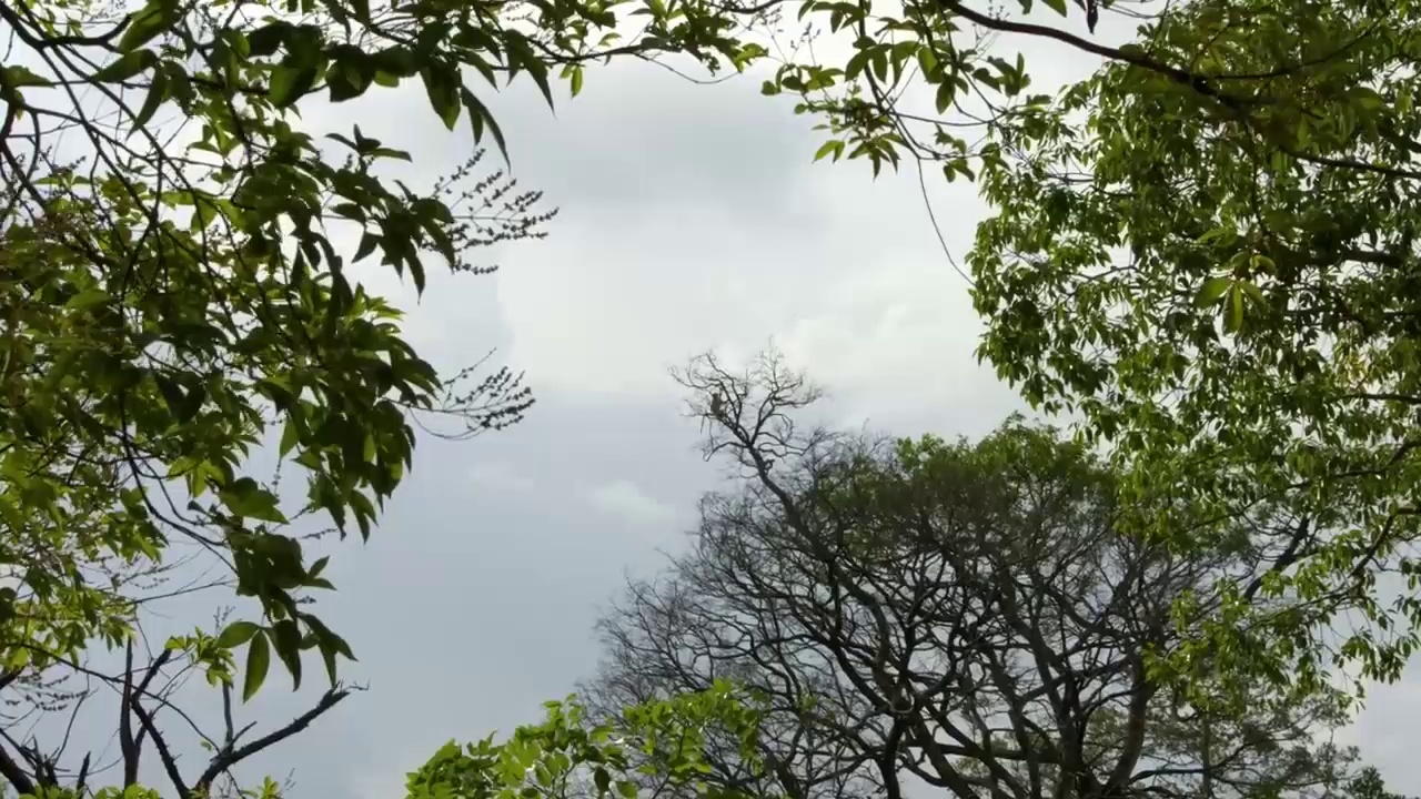 Monkey Detection Object Detection Dataset by object detectionclass elephant