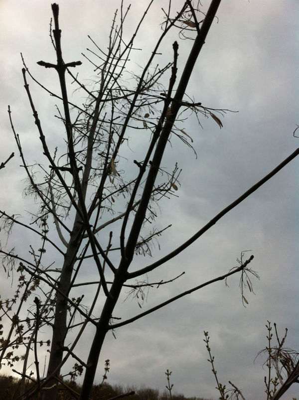 AR Plant APP Object Detection Dataset by AR Plant App