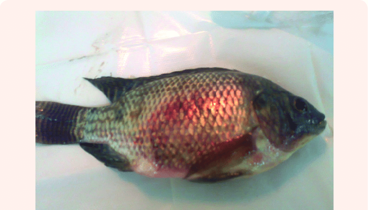 tilapia skin disease detector Object Detection Dataset and Pre-Trained Model by GoldenharSyndrome