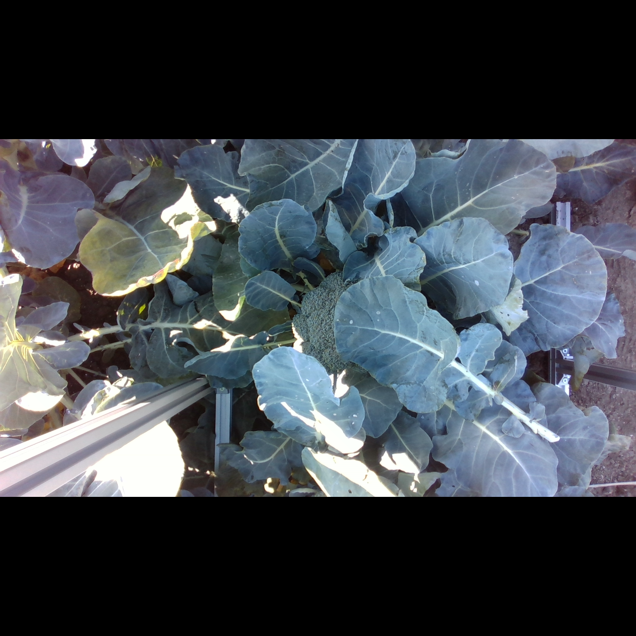 N/A_broccoli_v1 Object Detection Dataset by broccolidetection