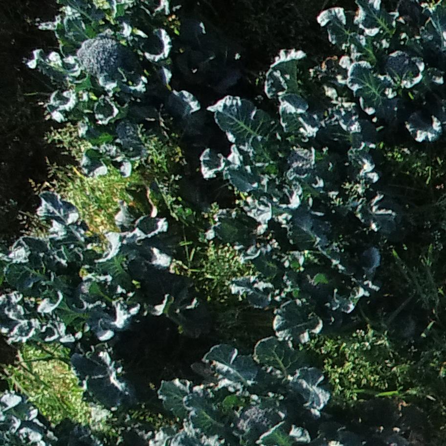 trimed_broccoli_test_sample2 Object Detection Dataset by broccolidetection