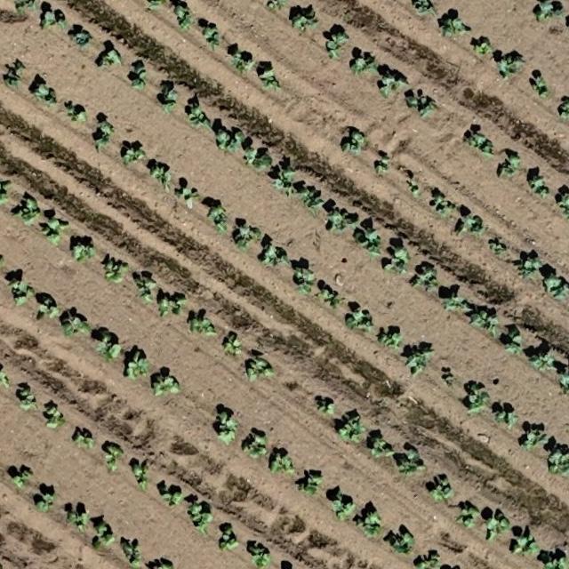 broccoli_kabu_ortho Object Detection Dataset by broccolidetection