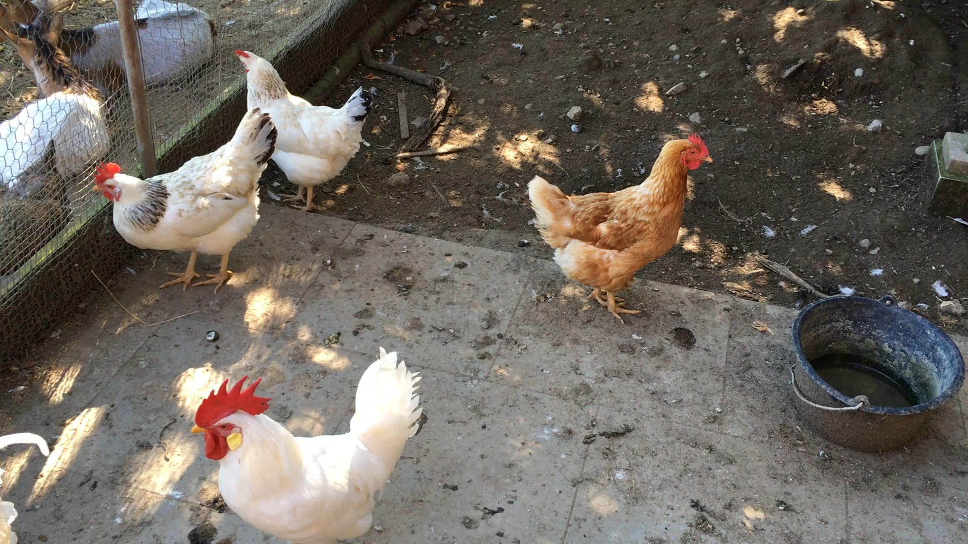 Project 3 Object Detection Dataset And Pre Trained Model By Project