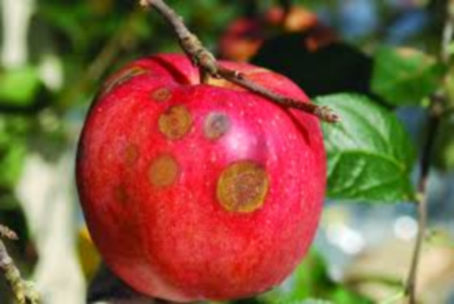 apple_check Object Detection Model by apple