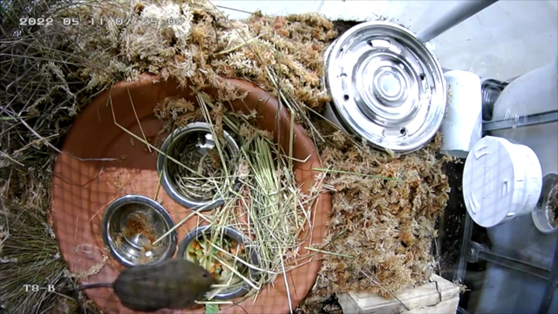 Rat Object Detection Dataset by ClassRoom