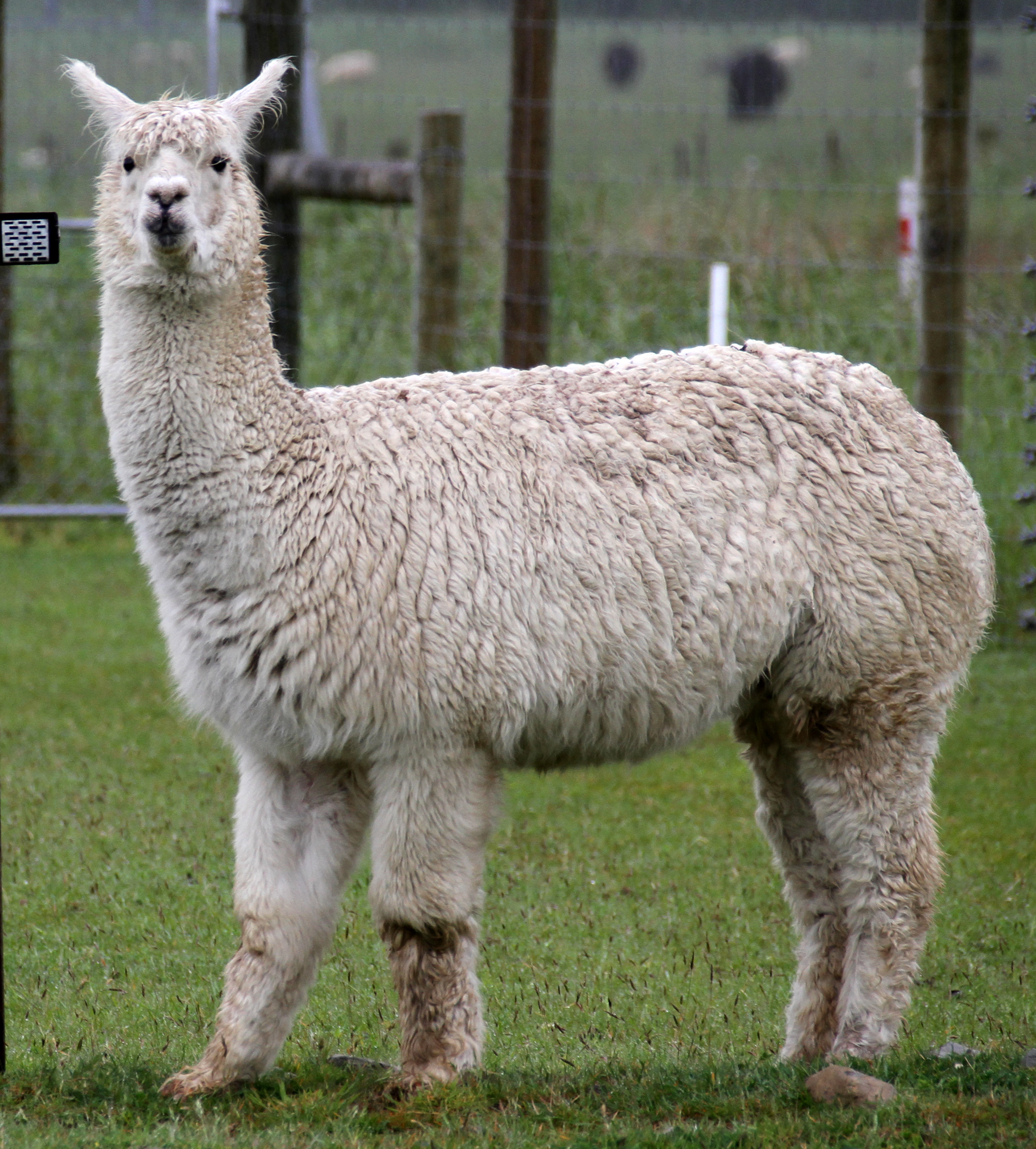 Alpaca Object Detection Dataset by Annelotte