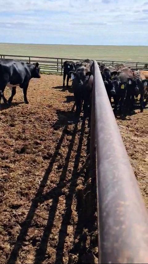 Cow Nose Instance Segmentation Dataset and Pre-Trained Model by cownose