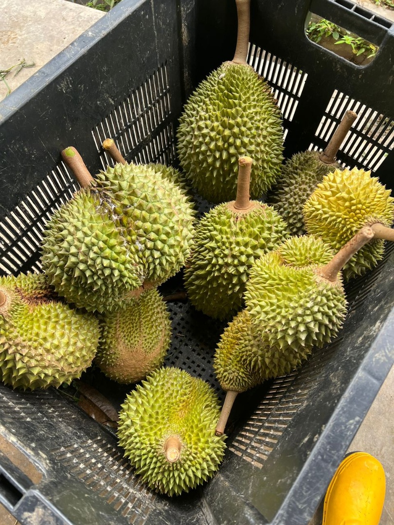 durian counter Object Detection Model by DURIAN FRUIT COUNTER