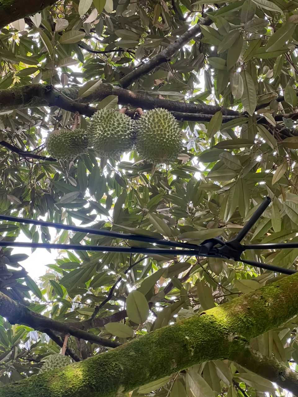 How to Use the Detect, Count, And Visualize Object Detection Object Detection API