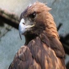Bird Species detector Classification Model by Bird Species Predictor